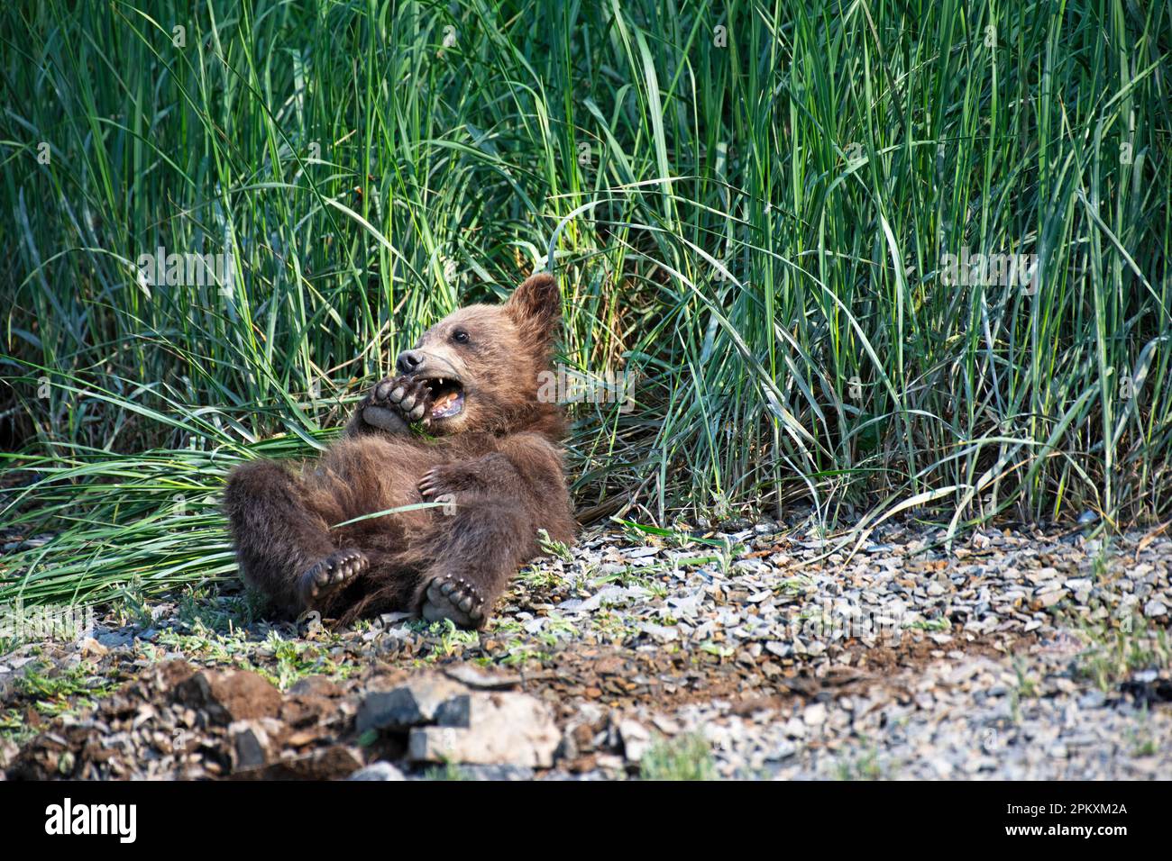 Young grizzly bear, coastal brown bear (Ursus Arctos middendorfi ...
