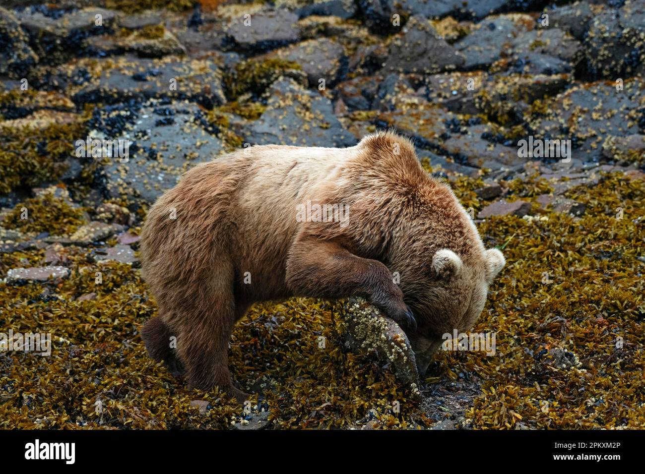 Coastal brown bear (Ursus Arctos middendorfi), grizzly bear lifting ...