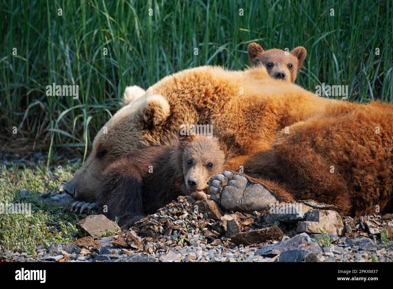 Mother bear with two cubs, coastal brown bear (Ursus Arctos middendorfi ...