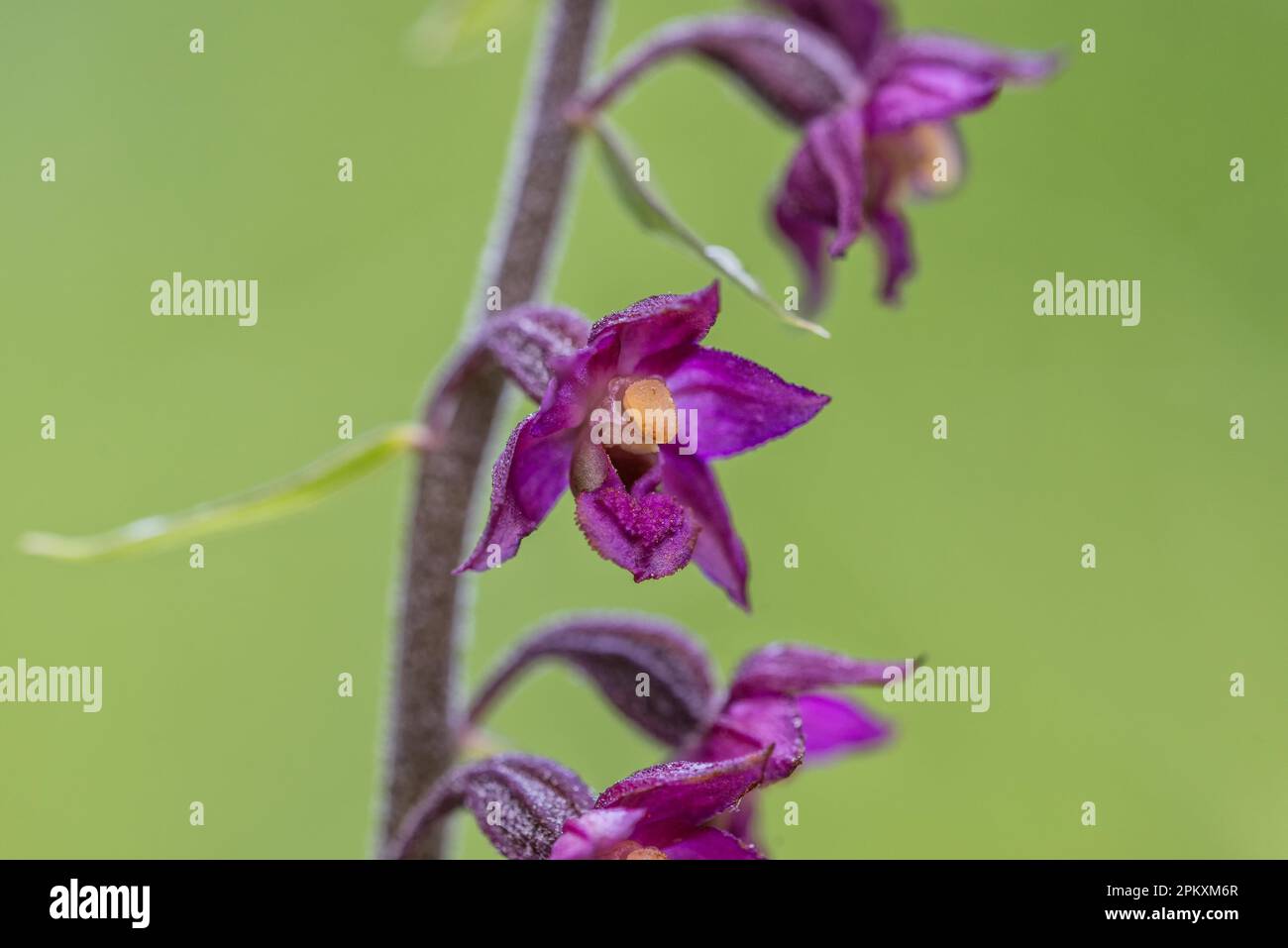 Dark red helleborine hi-res stock photography and images - Alamy