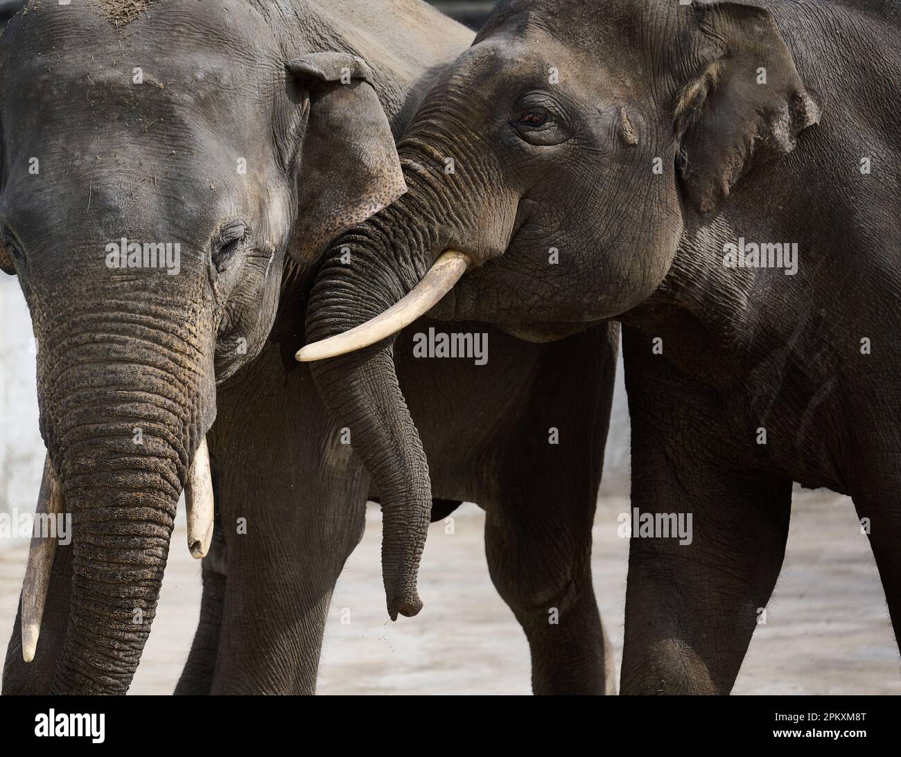 Two adult elephants walk in nature, spring day Stock Photo - Alamy