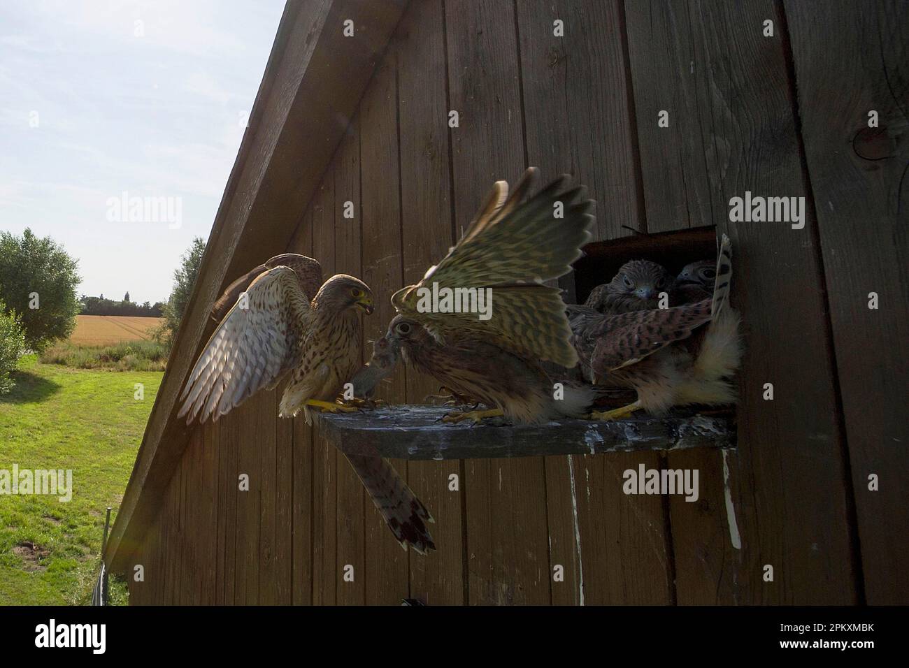 Old bird brings prey to young kestrels (Falco tinnunculus), at the exit ...