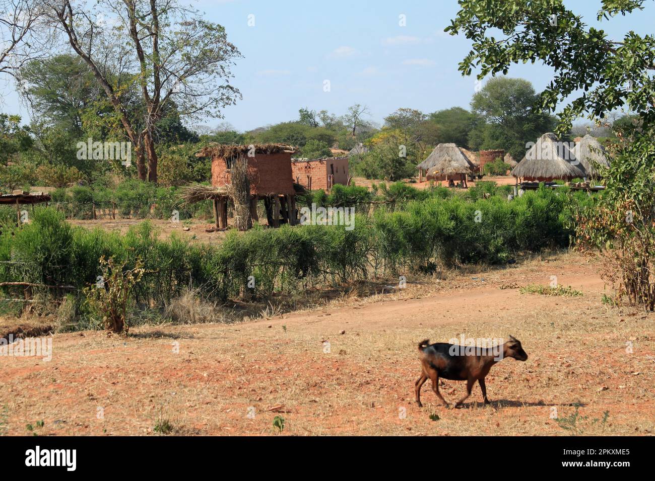 Goat, maize storage, huts, village, Zambia, Zambia Stock Photo - Alamy