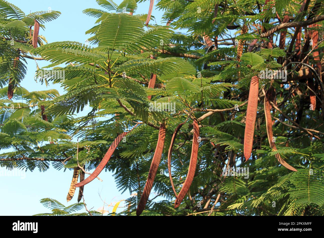 Royal Poinciana (Delonix regia), Flamboyant Stock Photo - Alamy