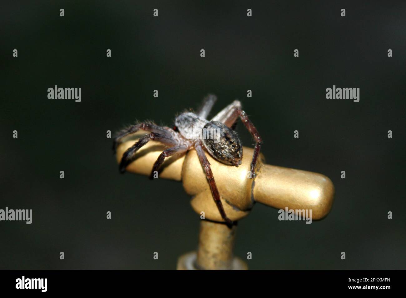 Spider on tap, Zambia Stock Photo - Alamy