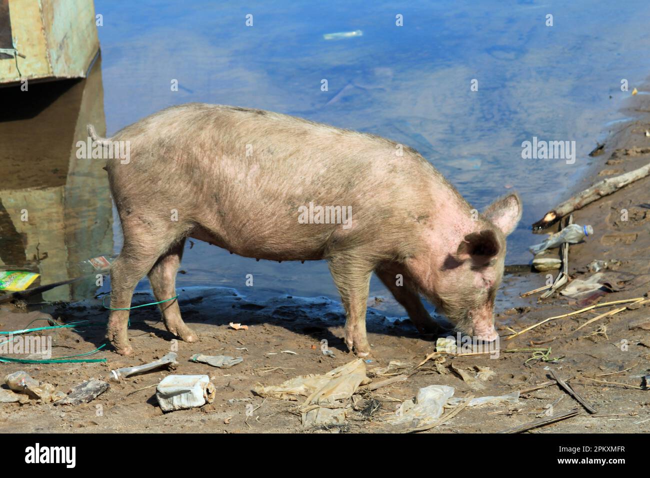 Domestic pig, Mongu Port, Mongu, Barotse flood plain, Zambezi, Western ...