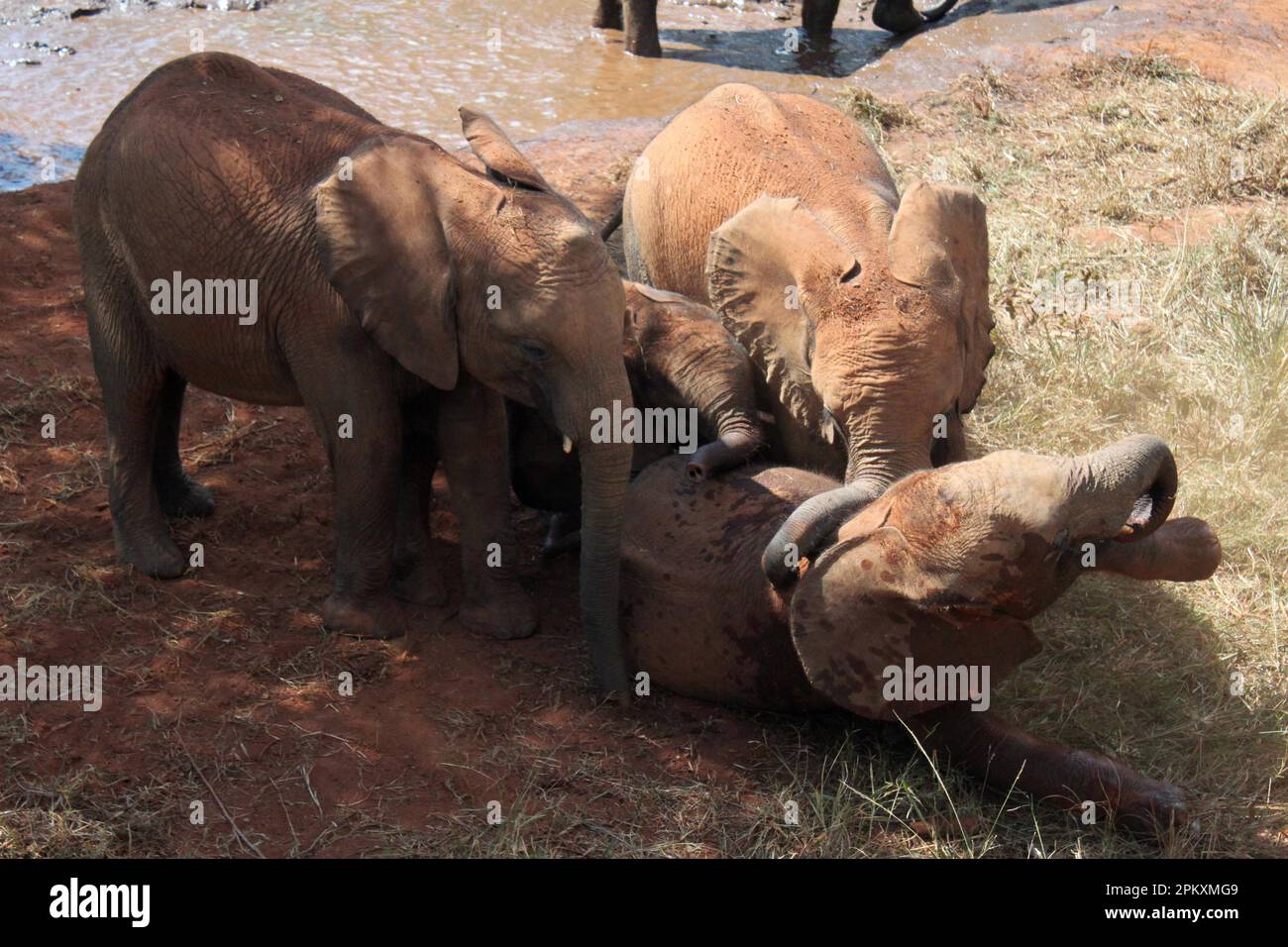 Elephant orphans playing, Elephant Orphanage, Lusaka, Zambia Stock ...