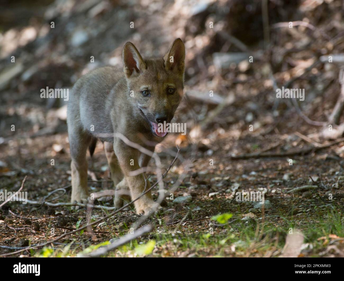 Go so young hi-res stock photography and images - Alamy