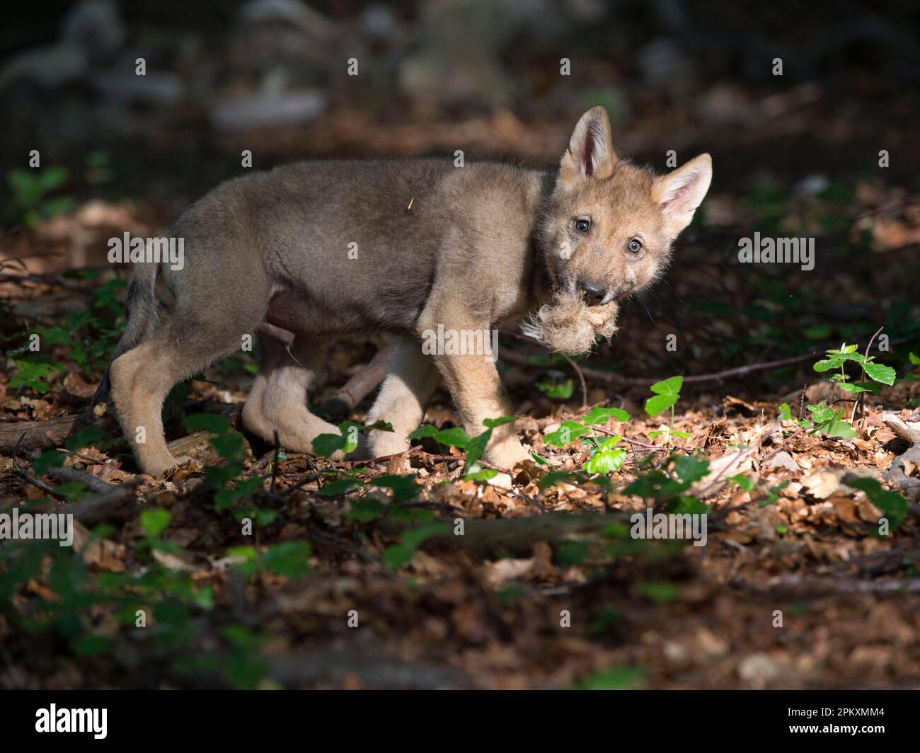 Young wolf (canis lupo Stock Photo - Alamy