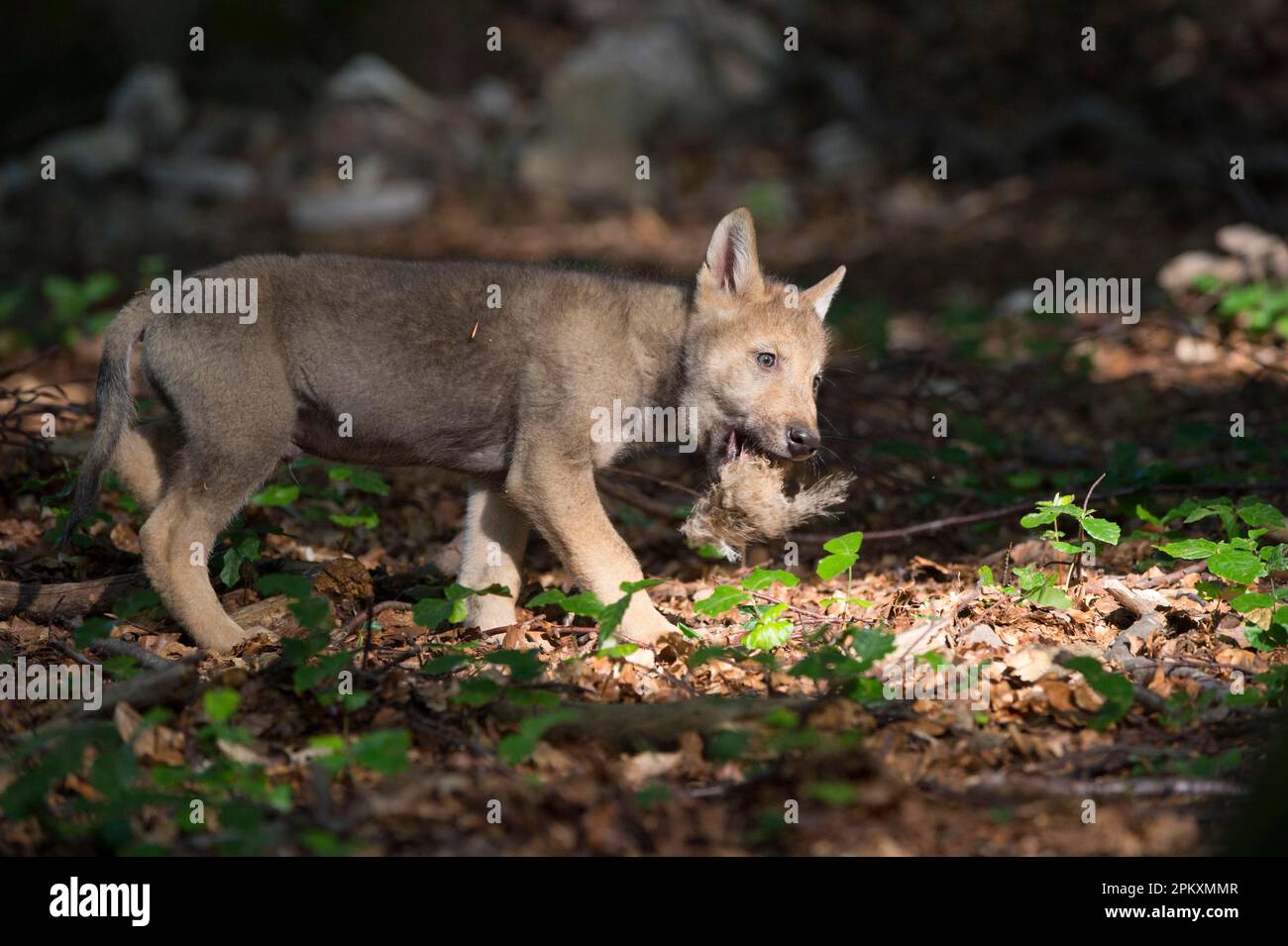 Young wolf canis lupo hi-res stock photography and images - Alamy