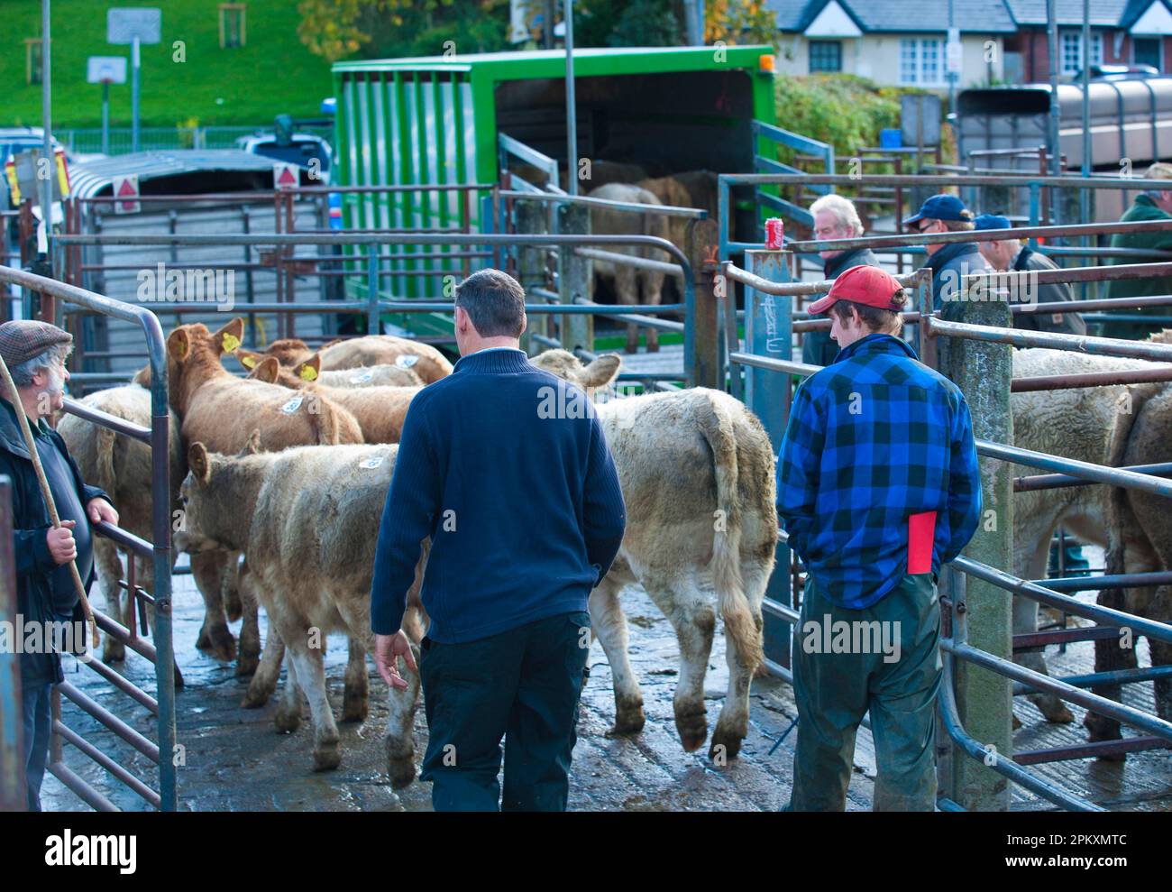 Domestic cattle, young cattle, mixed breeds being loaded onto trailers ...