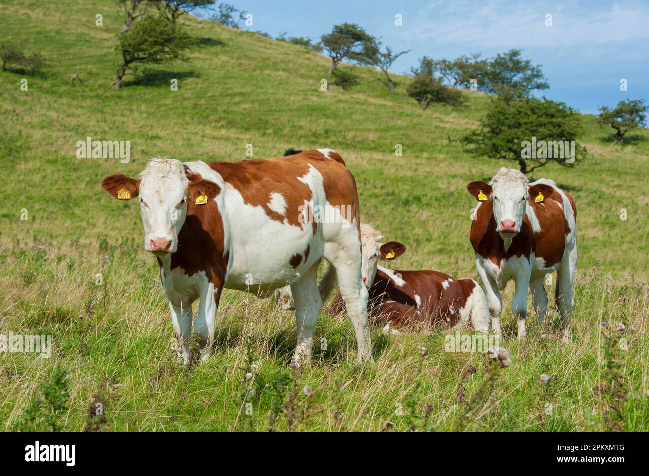 Domestic Cattle, Montbelliarde, dairy heifers, in pasture, Whitewell ...