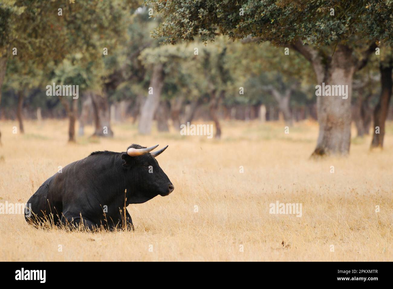 Domestic cattle, Spanish fighting bull, bull resting in Dehesa habitat ...
