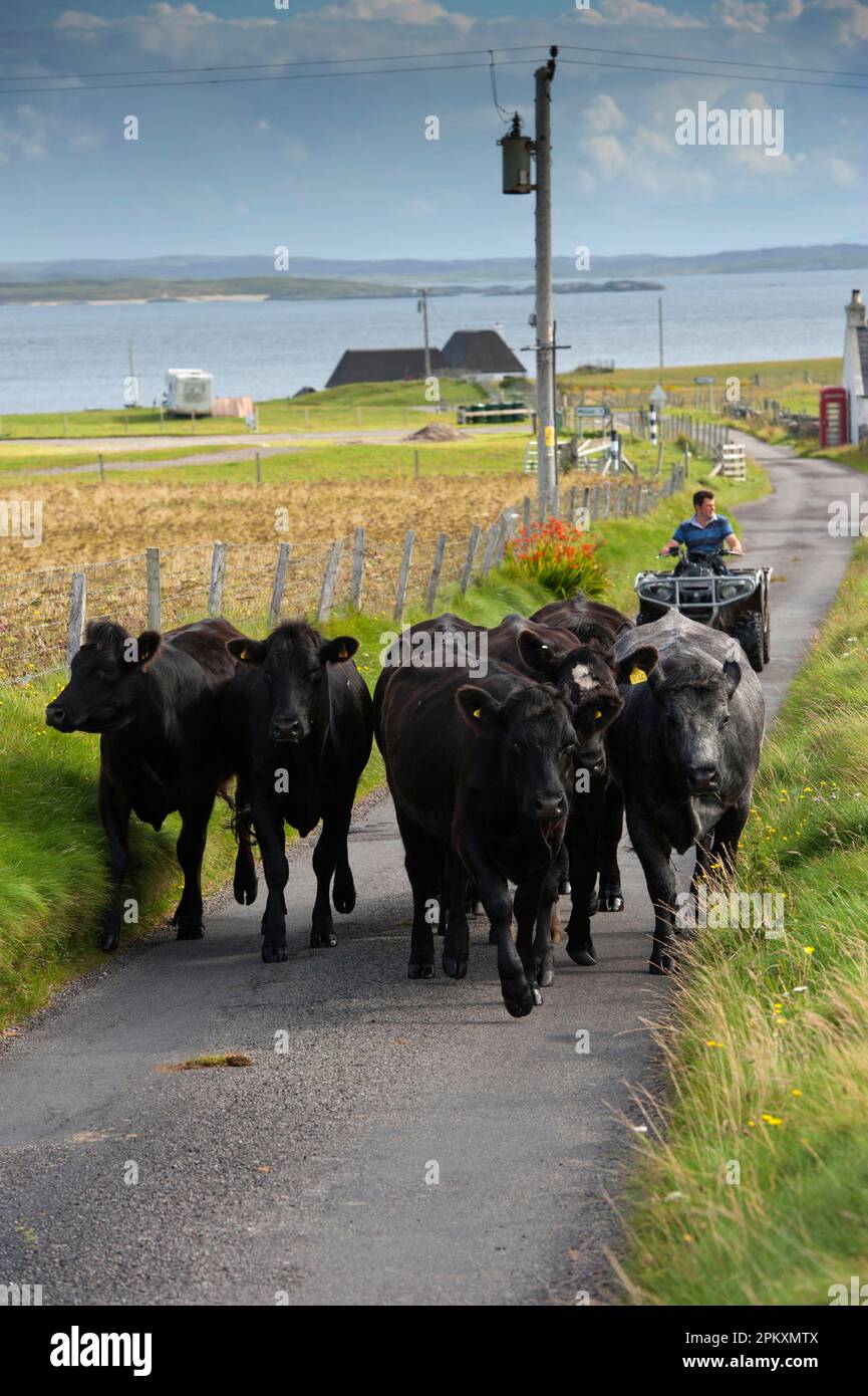 Domestic Cattle, beef herd being driven along single track road by ...