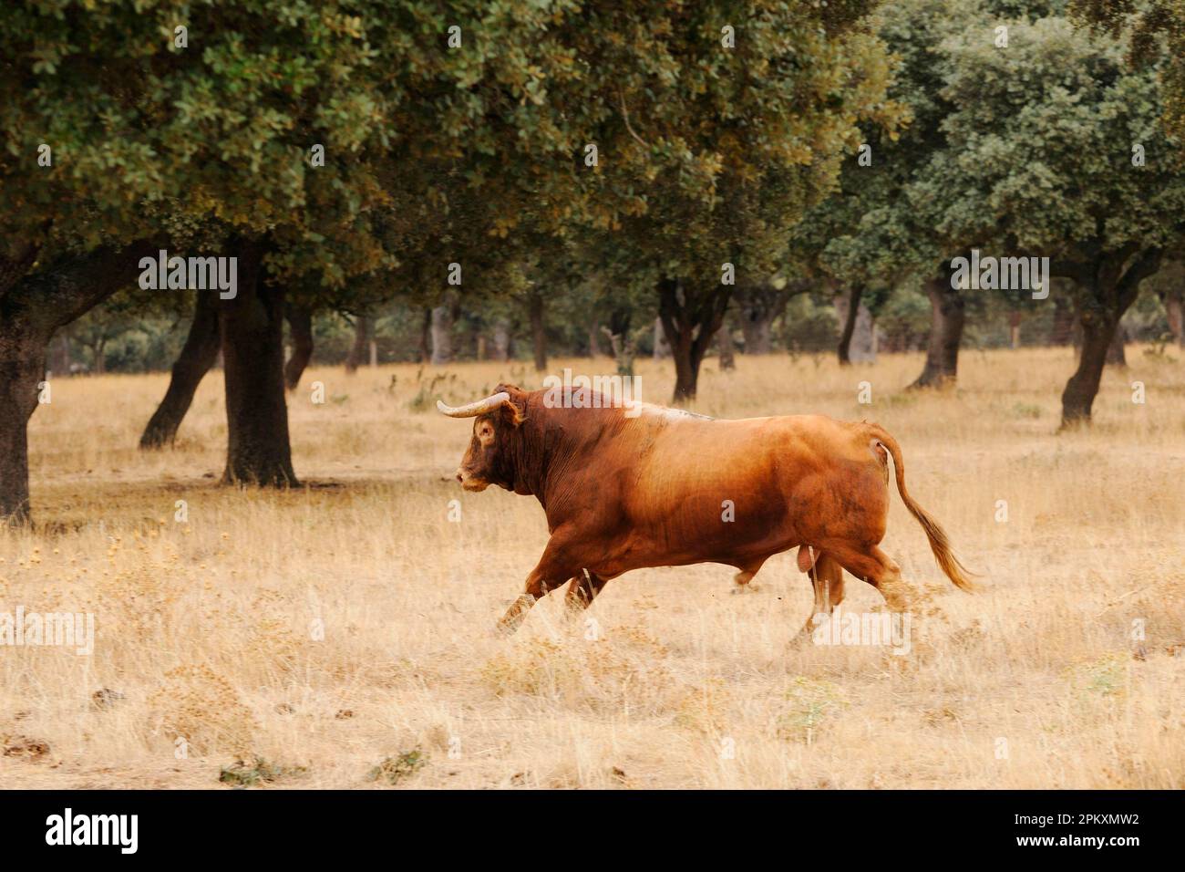 Domestic Cattle, Spanish Fighting Bull, bull, running in dehesa habitat ...
