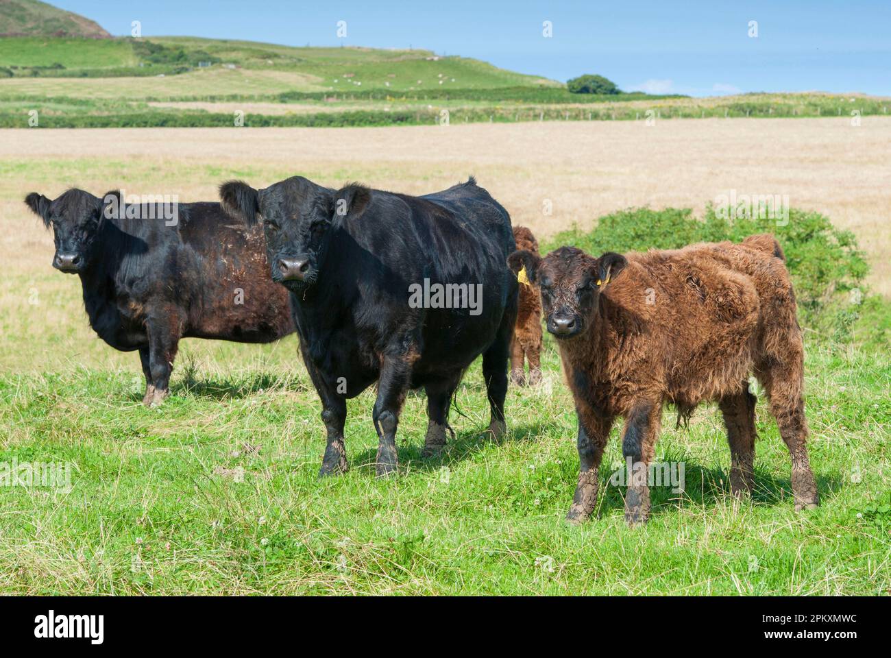 Domestic cattle, Galloway cows and calves, standing on coastal pasture ...