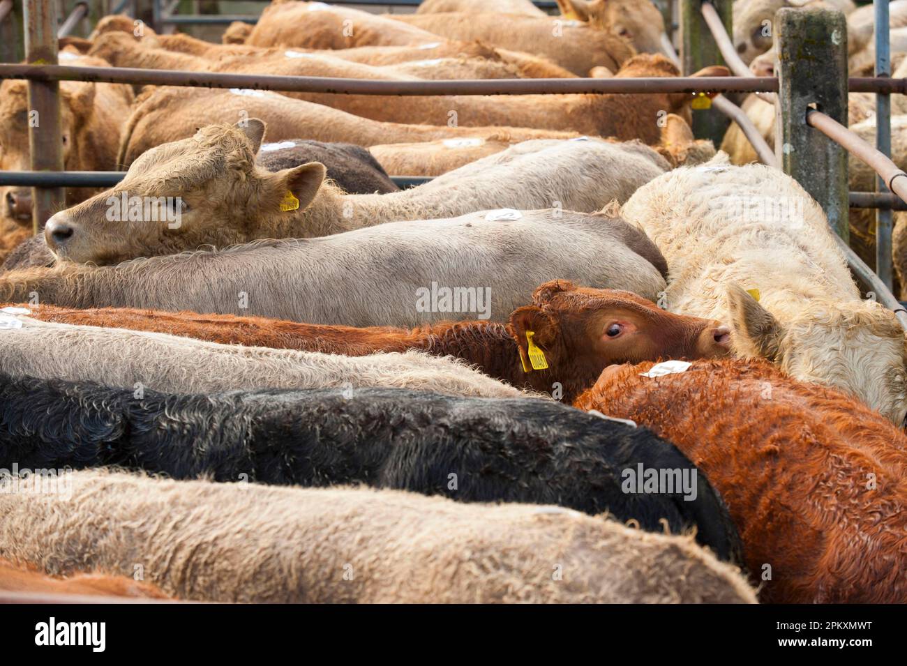 Domestic cattle, young cattle, mixed breeds in pens at livestock market ...