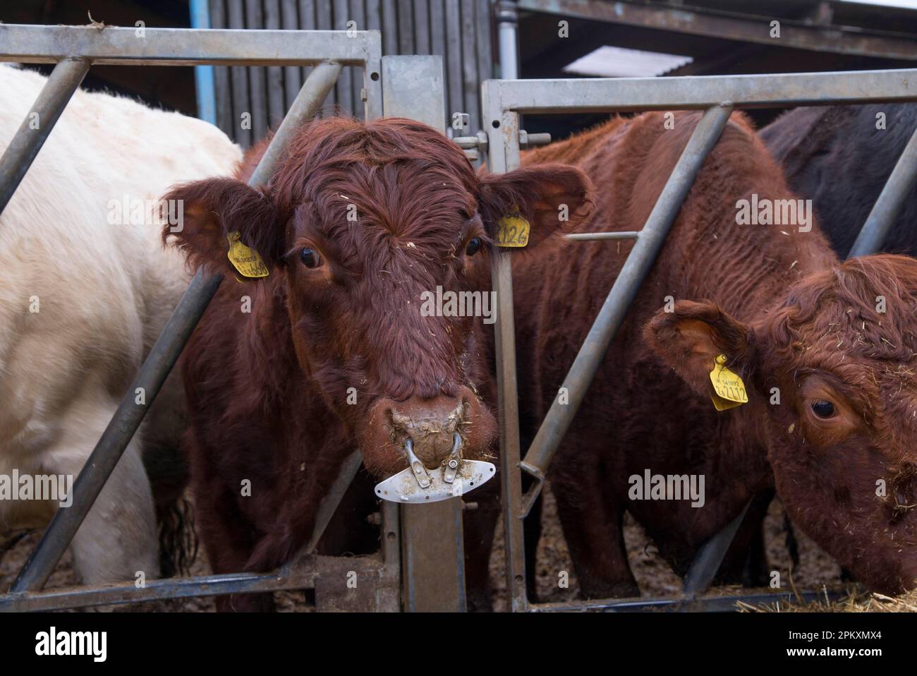 Domestic cattle, crossbred meat suckling cow, fitted with a spiked ring ...