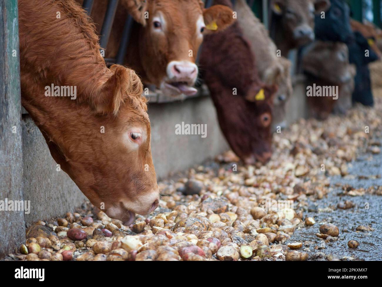 Beef cattle breed hi-res stock photography and images - Alamy