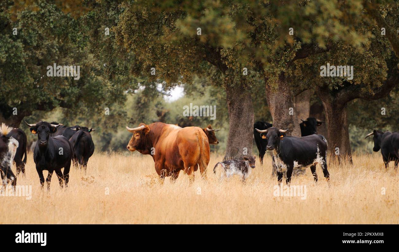 Domestic Cattle, Spanish Fighting Bull, bull, cows and calf ...