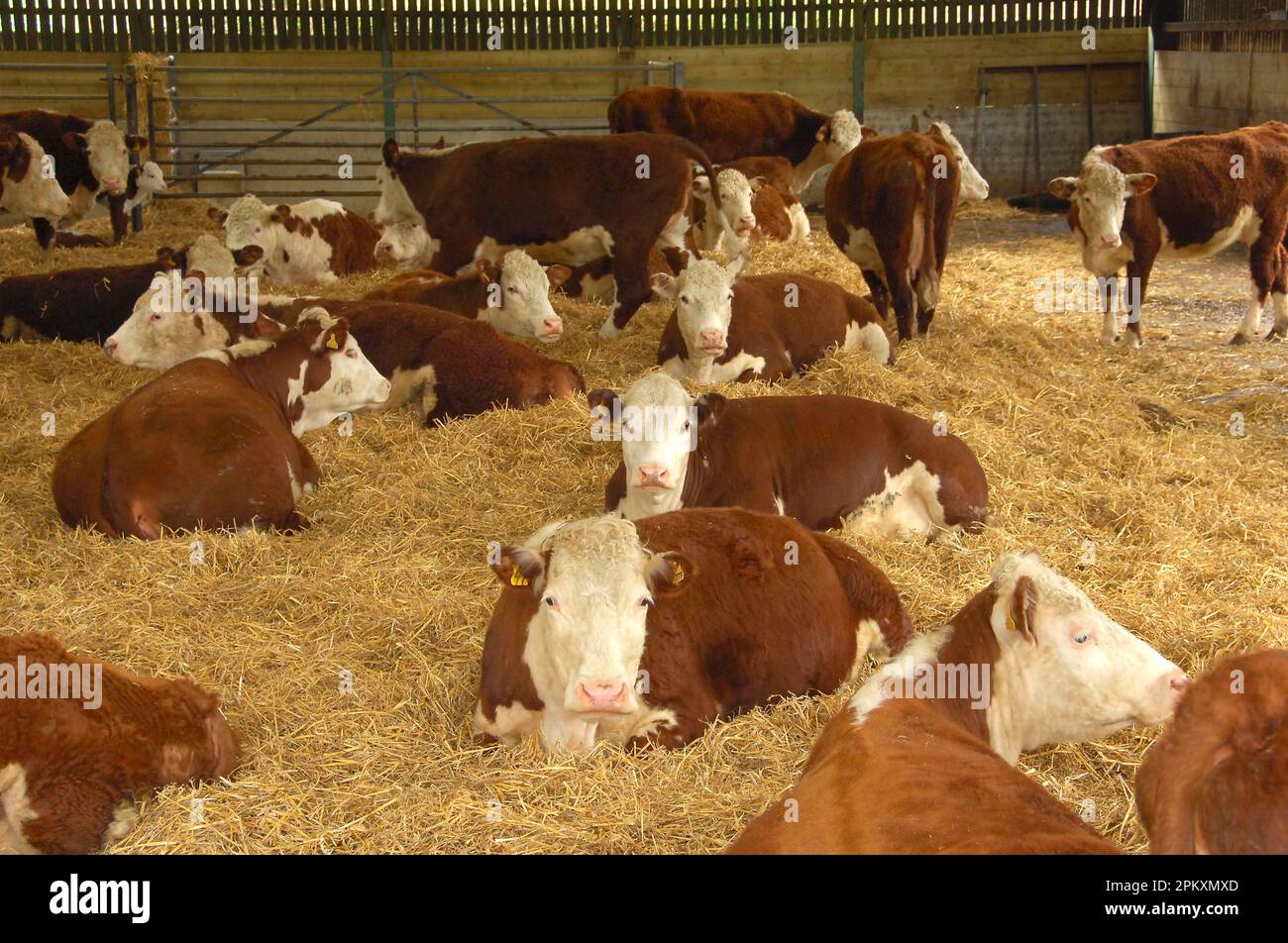 Domestic cattle, Hereford herd, in straw yard, Derbyshire, England ...