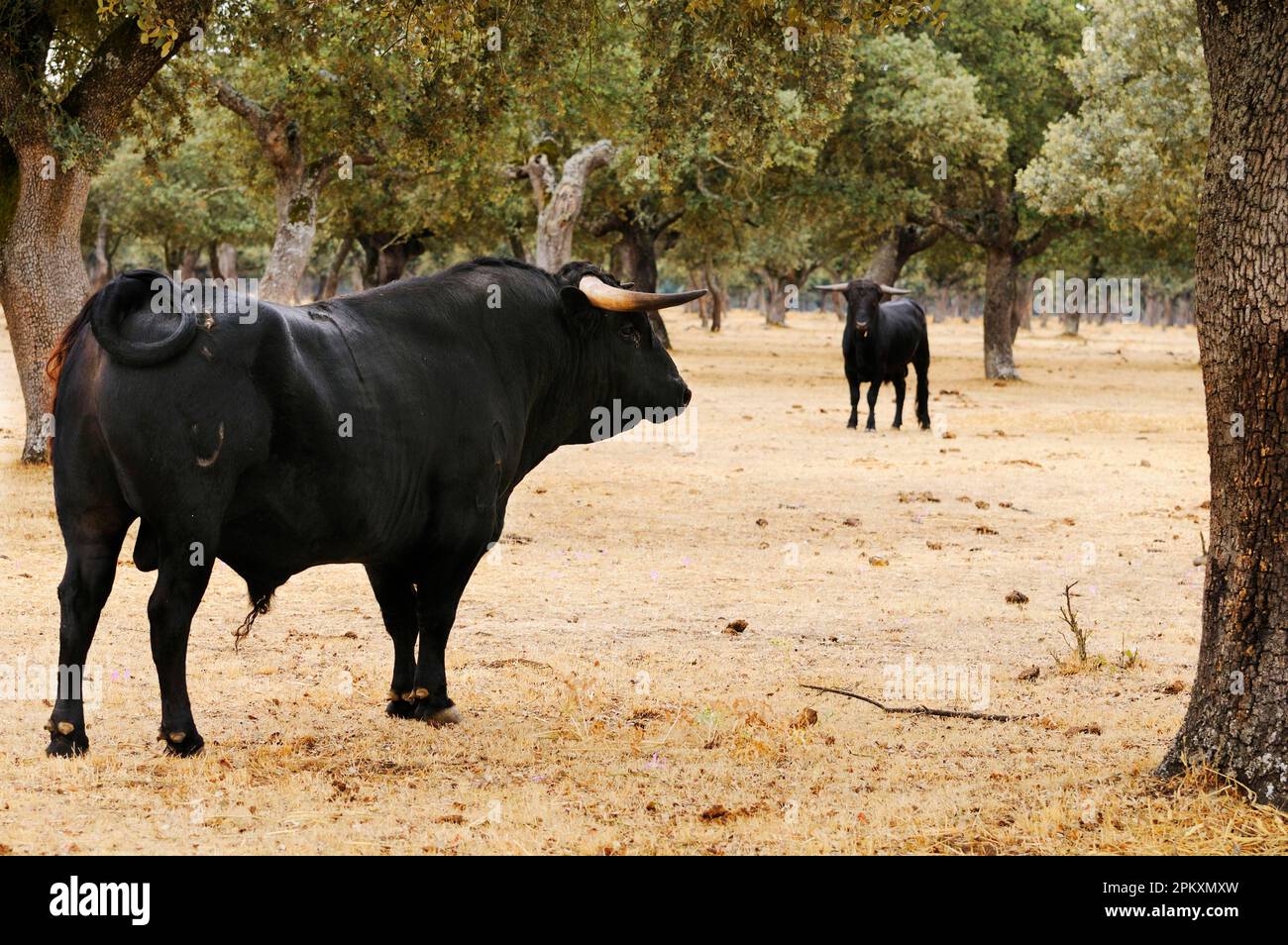 Two bulls fighting cattle hi-res stock photography and images - Alamy