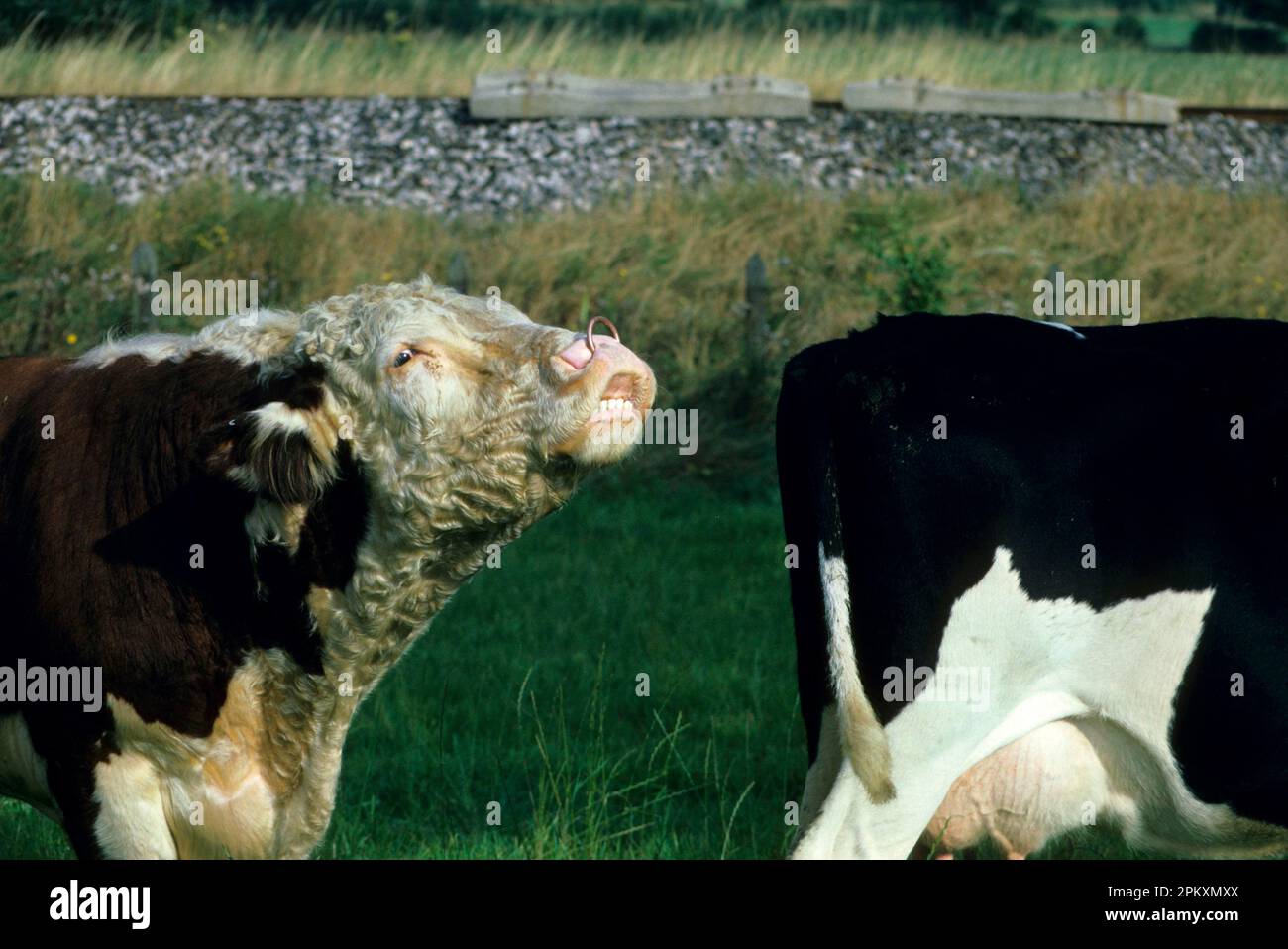Hereford cattle, bull with ring in nose, fragrant female Stock Photo ...