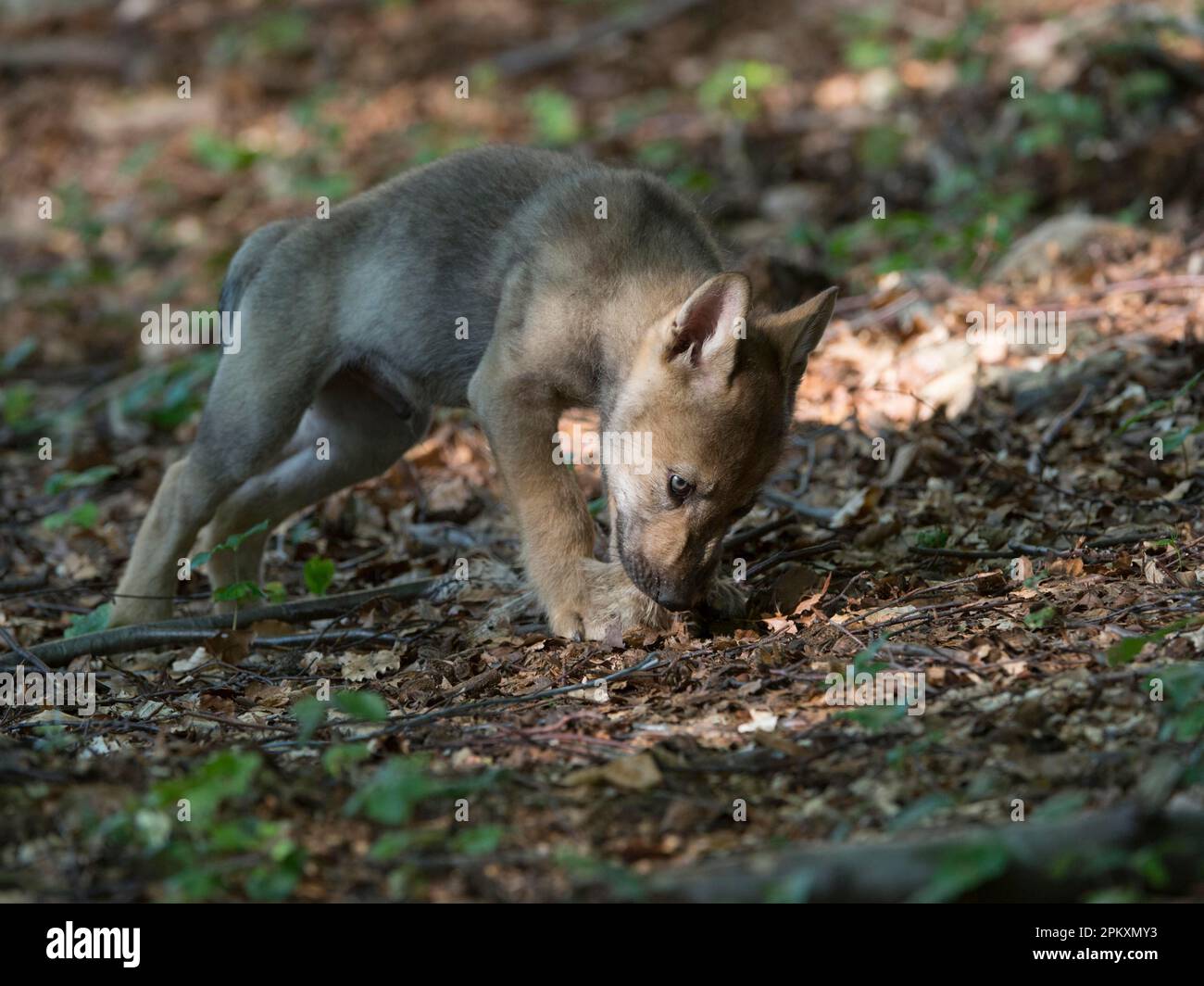 Young wolf (canis lupo Stock Photo - Alamy