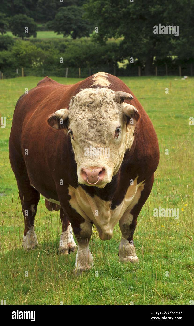 Domestic cattle, Traditional Hereford bull, standing on pasture ...