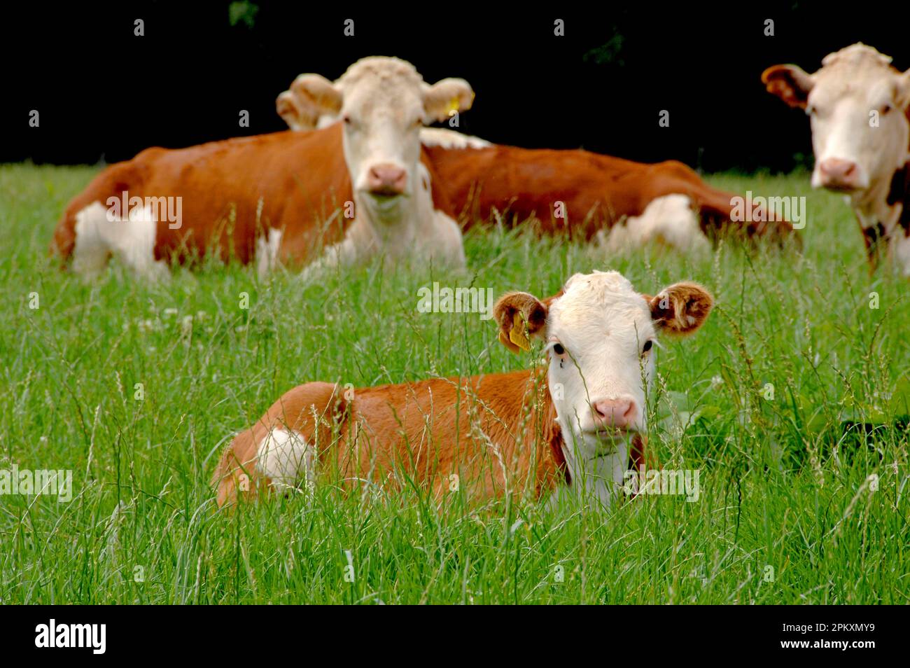 Domestic cattle, Hereford cows and calf, lying on pasture, Hereford ...