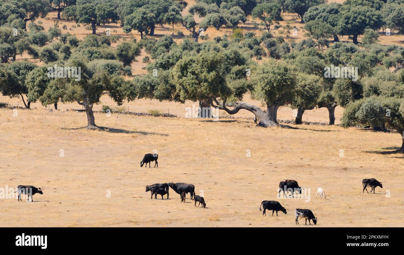 Domestic Cattle, Spanish Fighting Bull, bull, cows and calves ...