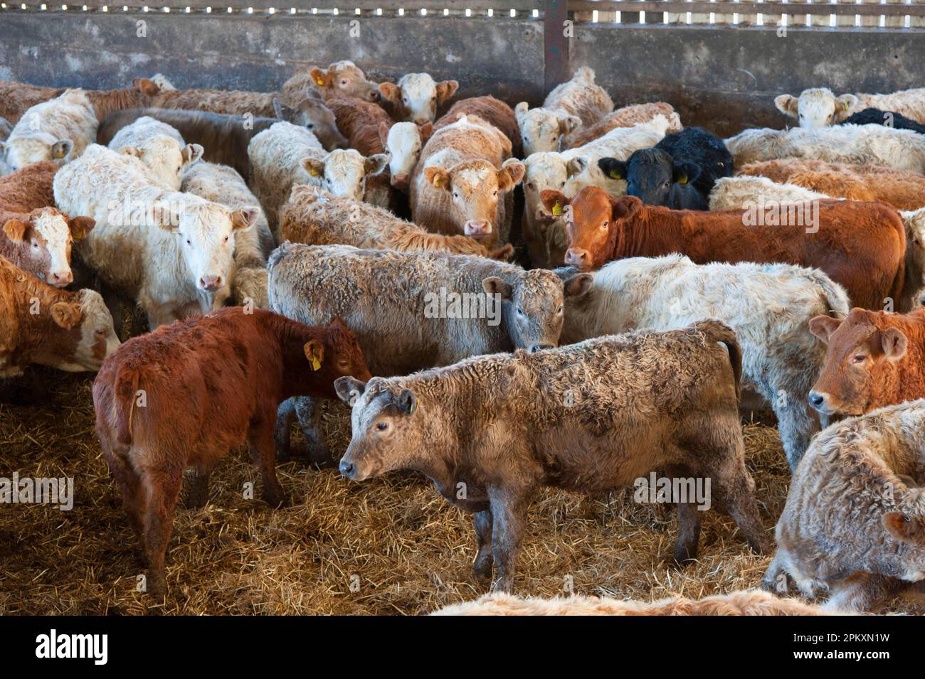 Domestic Cattle, mixed breeds of beef store cattle, herd in straw yard ...