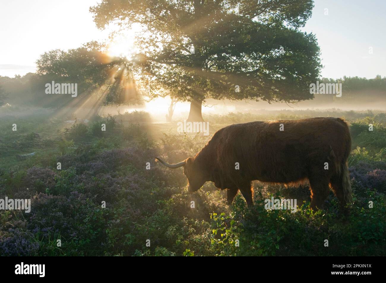 Highland cattle, cow, backlit, grazing at dawn in lowland heathland ...