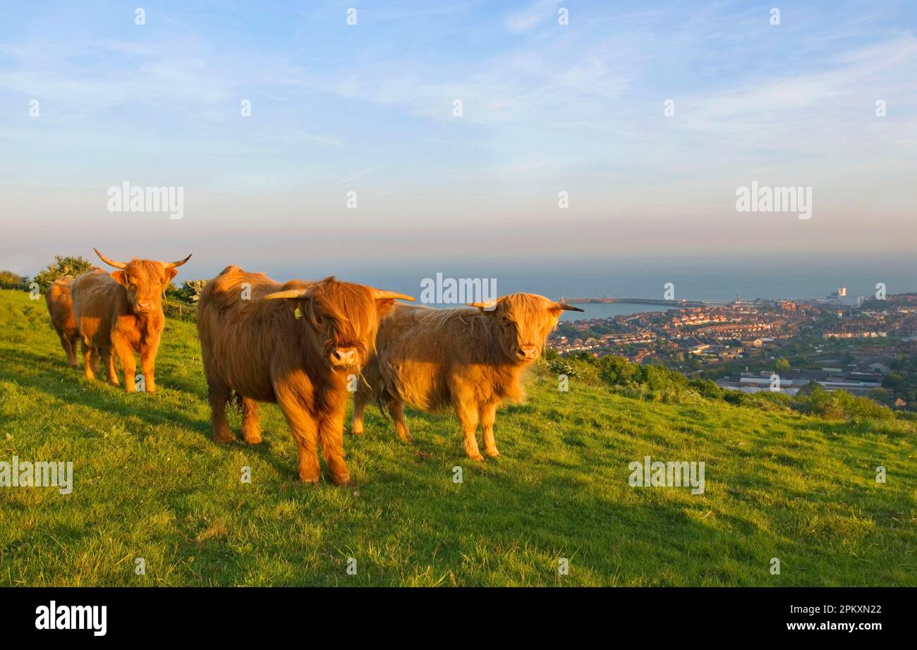 Highland Cattle, herd, used as habitat managment on coastal nature ...