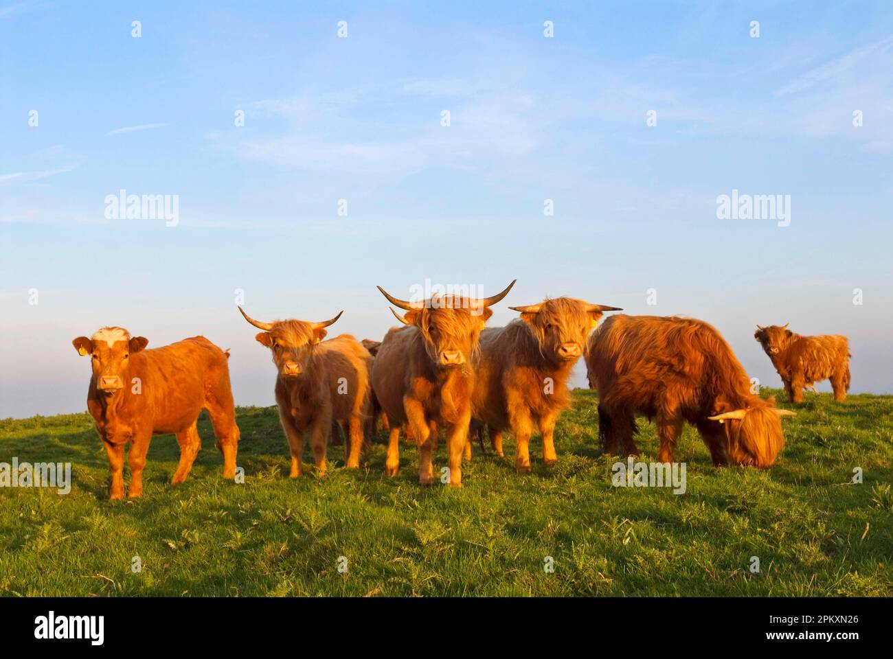 Highland Cattle, herd, used as habitat managment on coastal nature ...