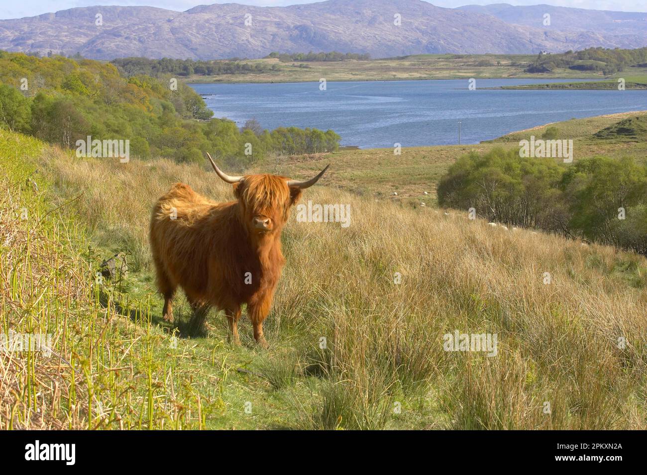 Highland cattle, adult standing in the landscape, Isle of Mull ...