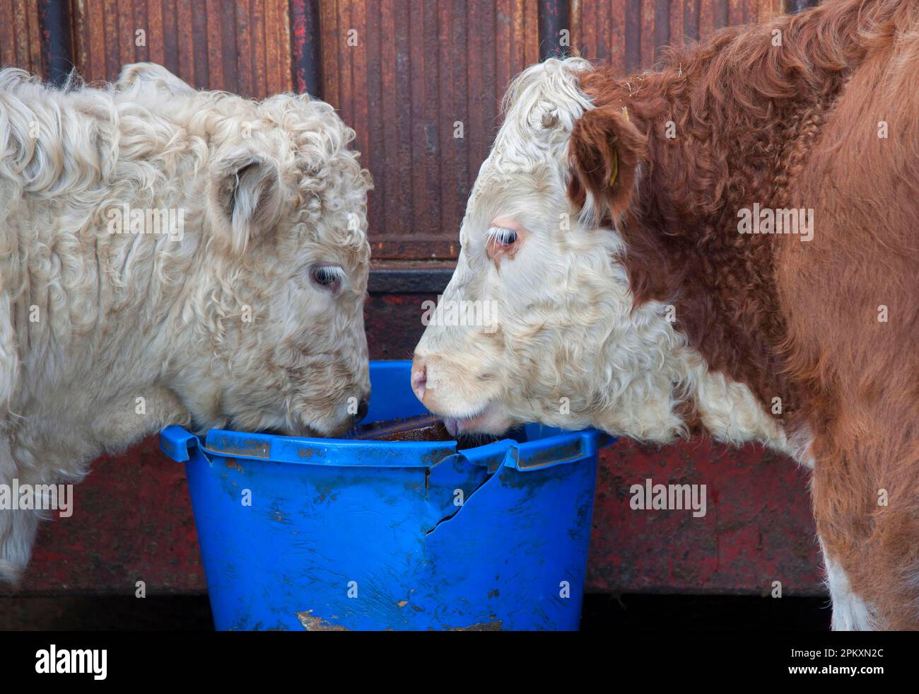 Domestic Cattle, two beef store cattle, close-up of heads, licking feed ...