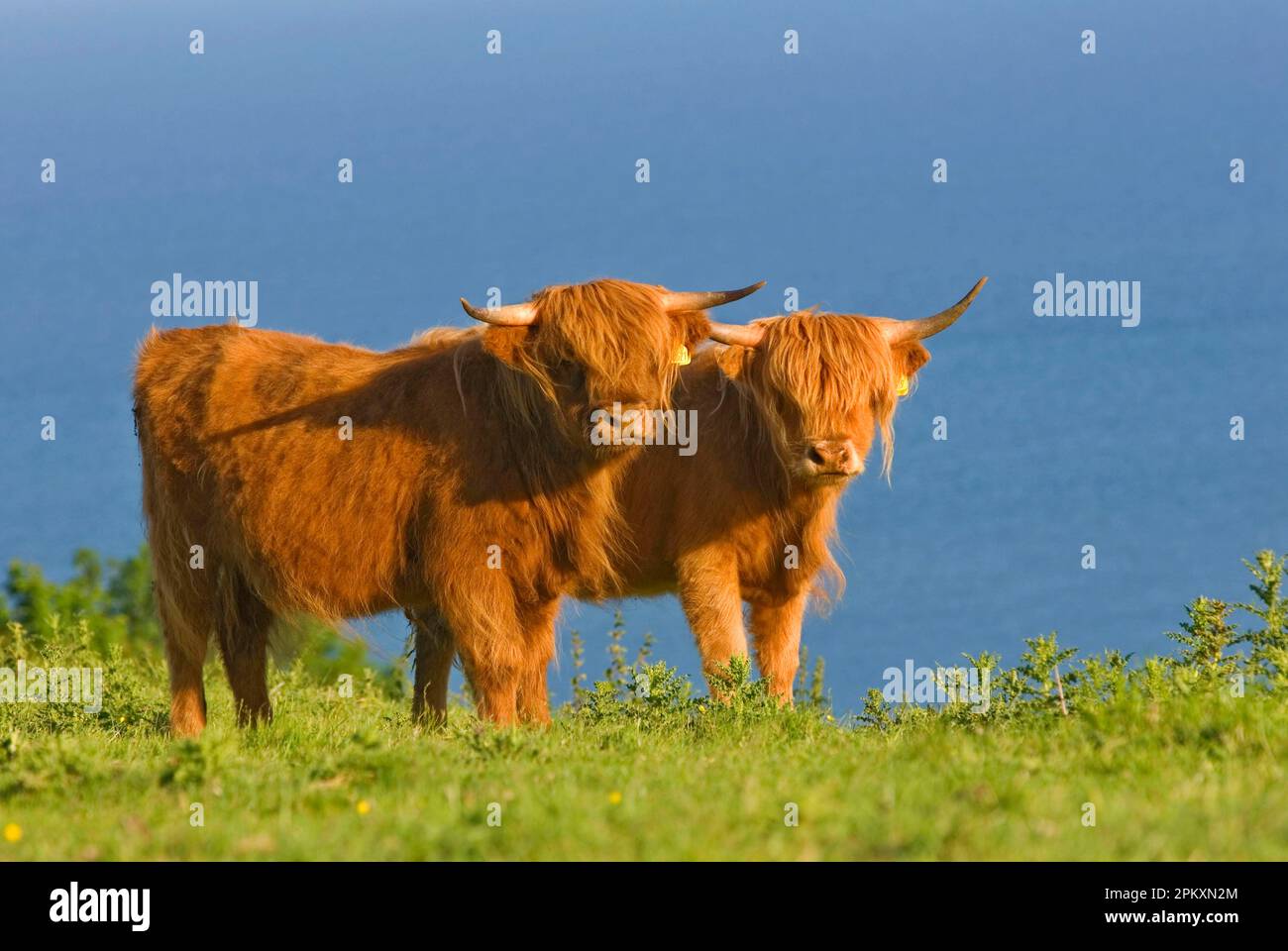 Highland Cattle, two adults, used as habitat managment on coastal ...
