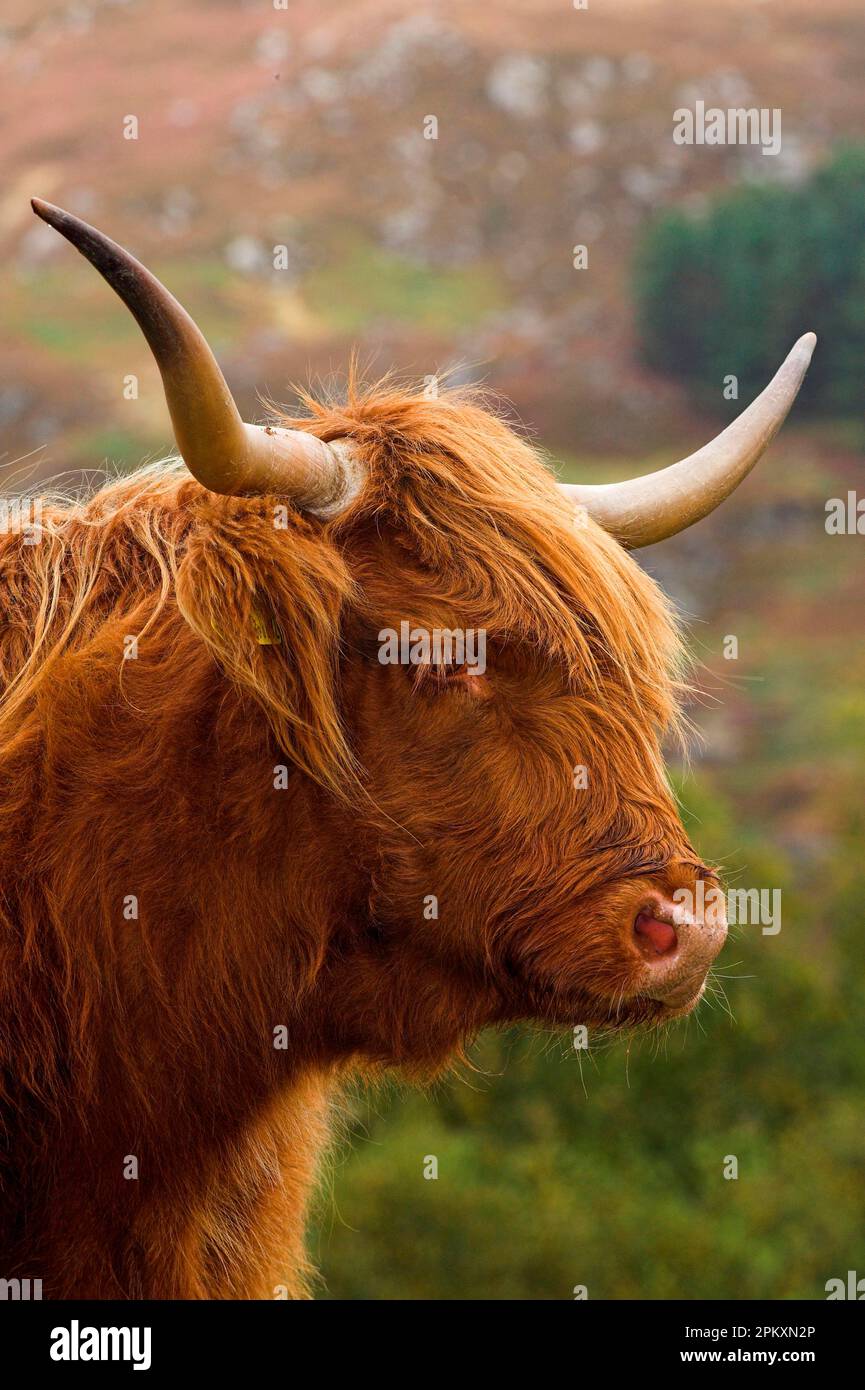Highland Cattle, cow, close-up of head, Highlands, Perthshire, Scotland ...