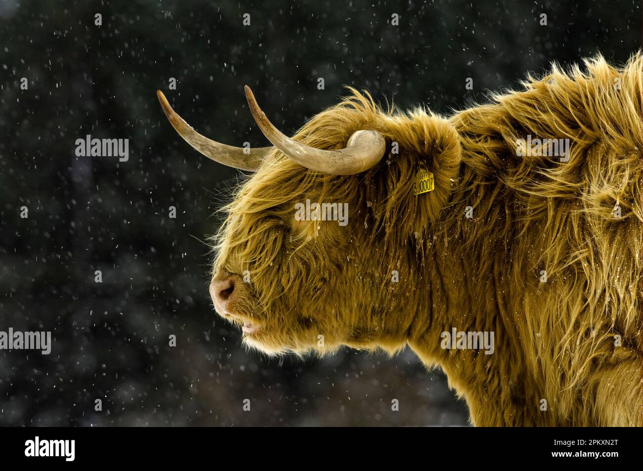 Highland cattle, cow, close-up of head, in snowfall, Cumbria, England ...
