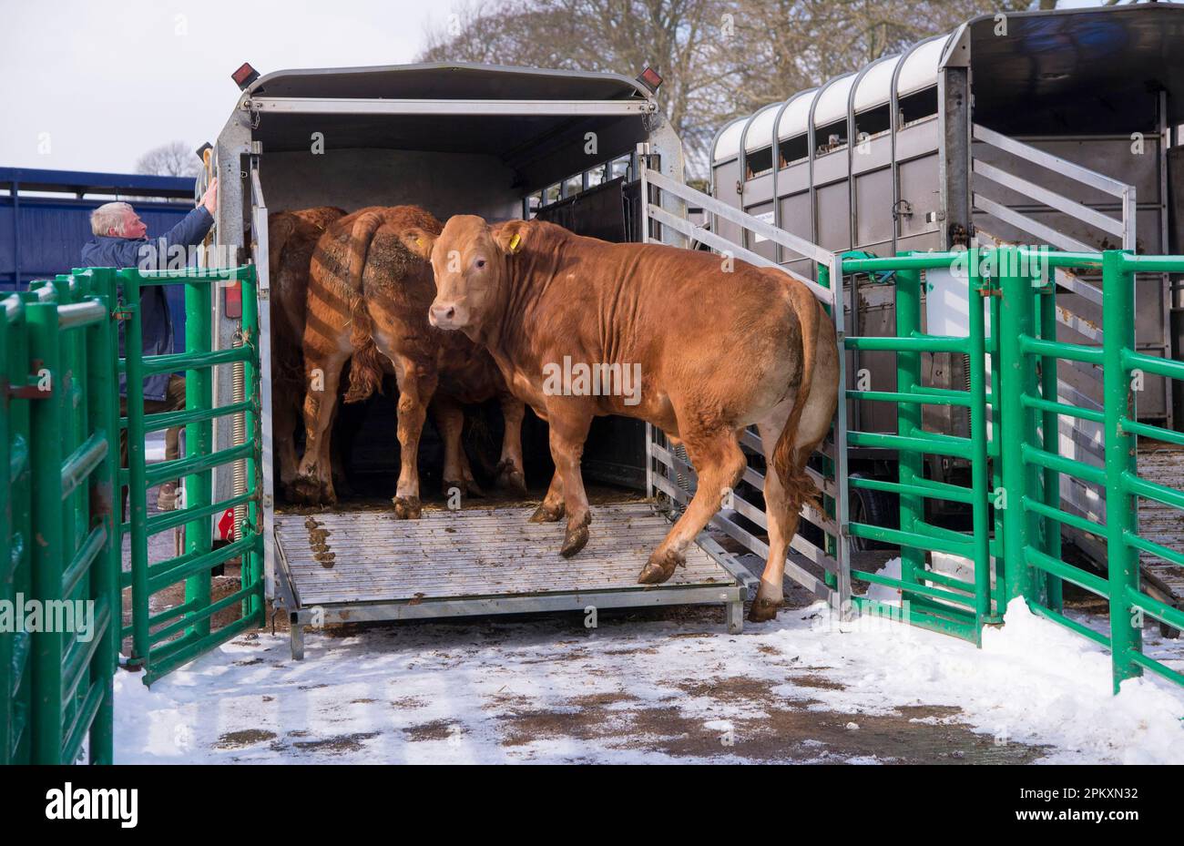 Domestic Cattle, store beef cattle, being unloaded from trailer at ...