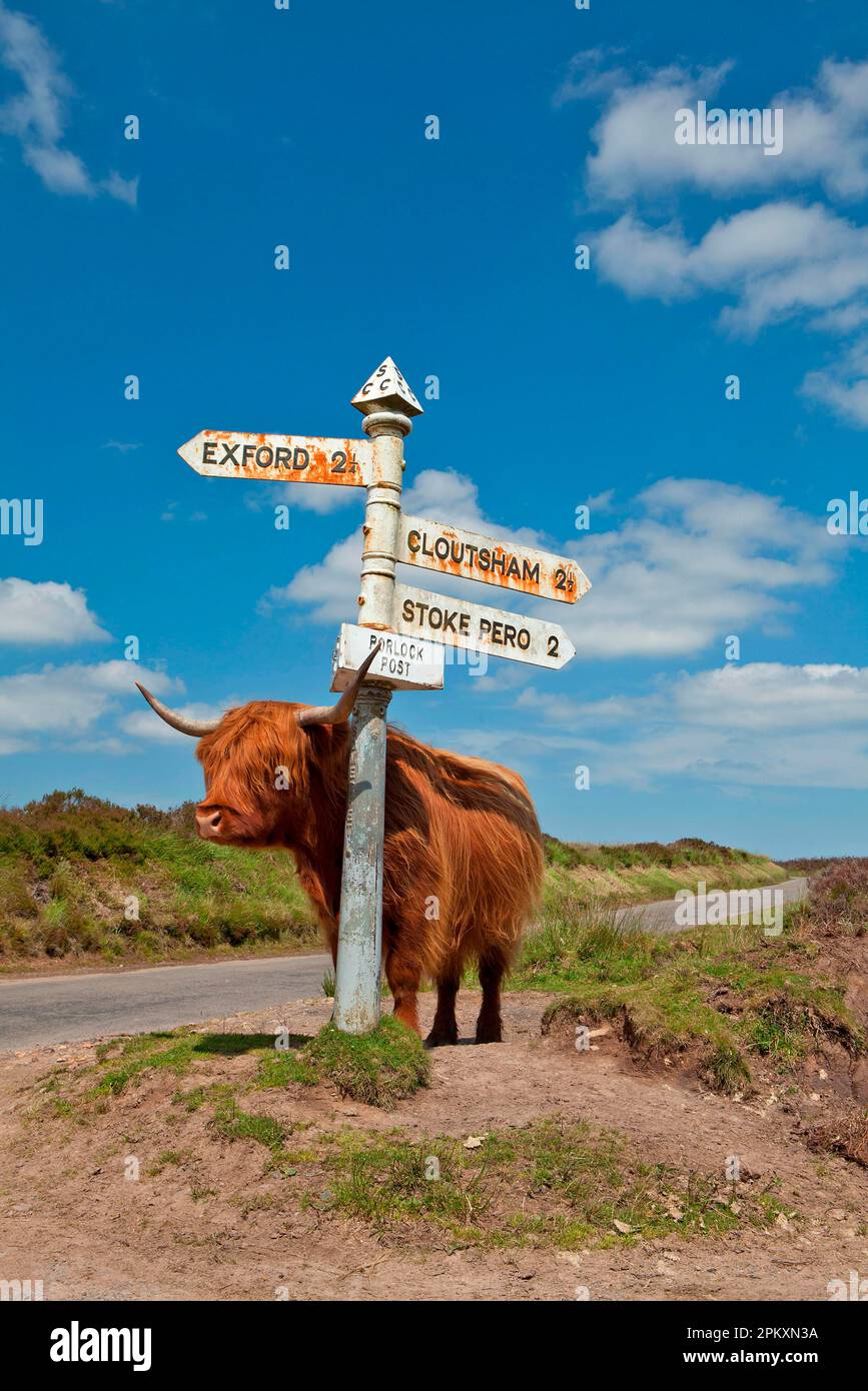 Domestic cattle, Highland cattle, cow, standing beside signpost ...