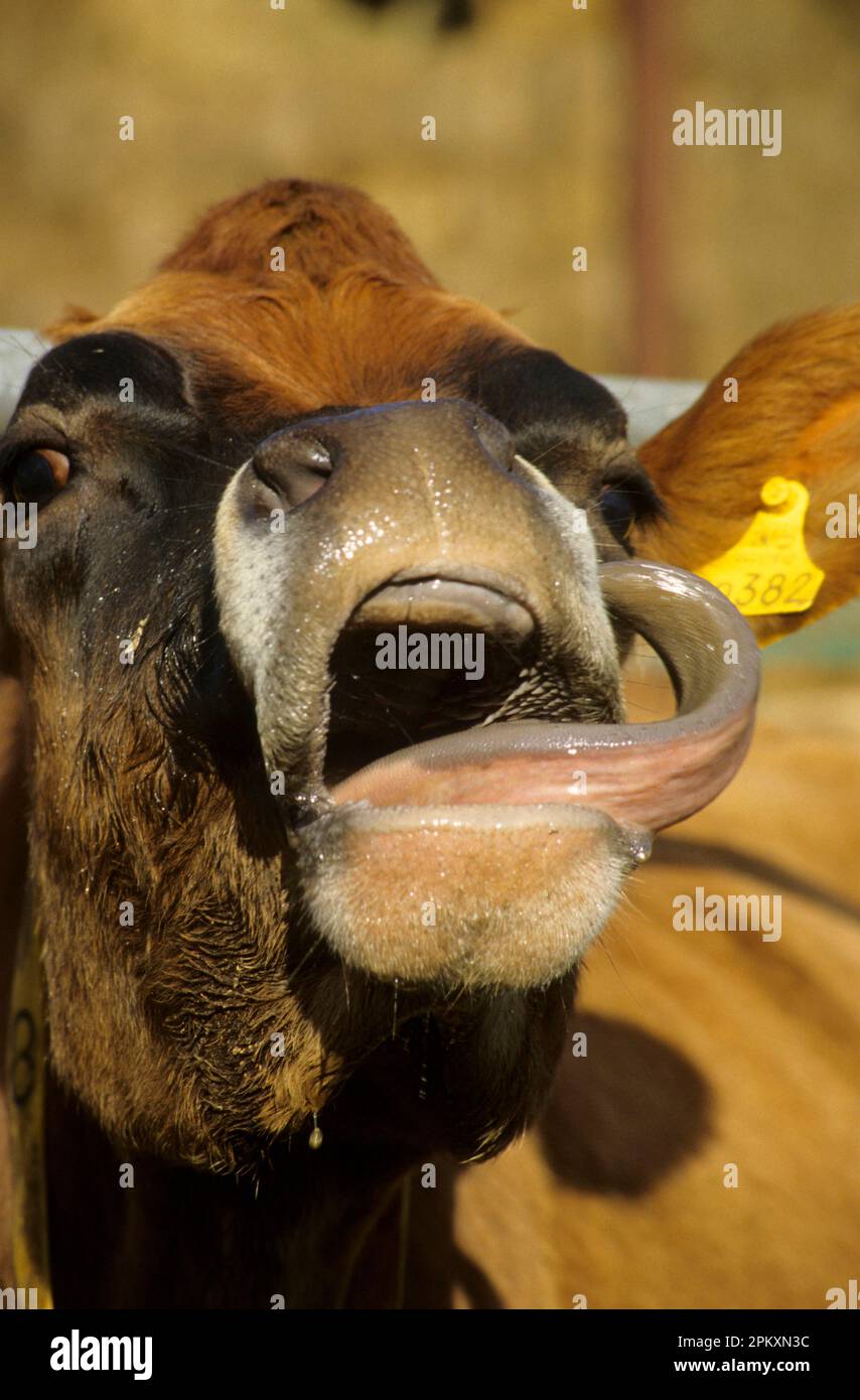 Cow mouth tongue hi-res stock photography and images - Alamy