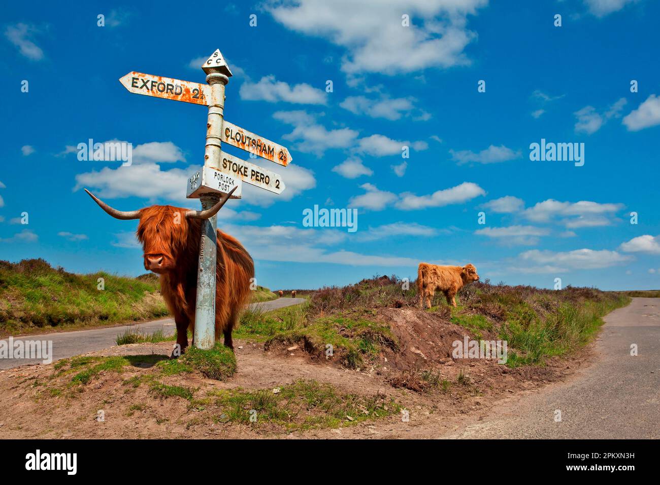 Domestic cattle, Highland cattle, cow and calf, standing beside ...