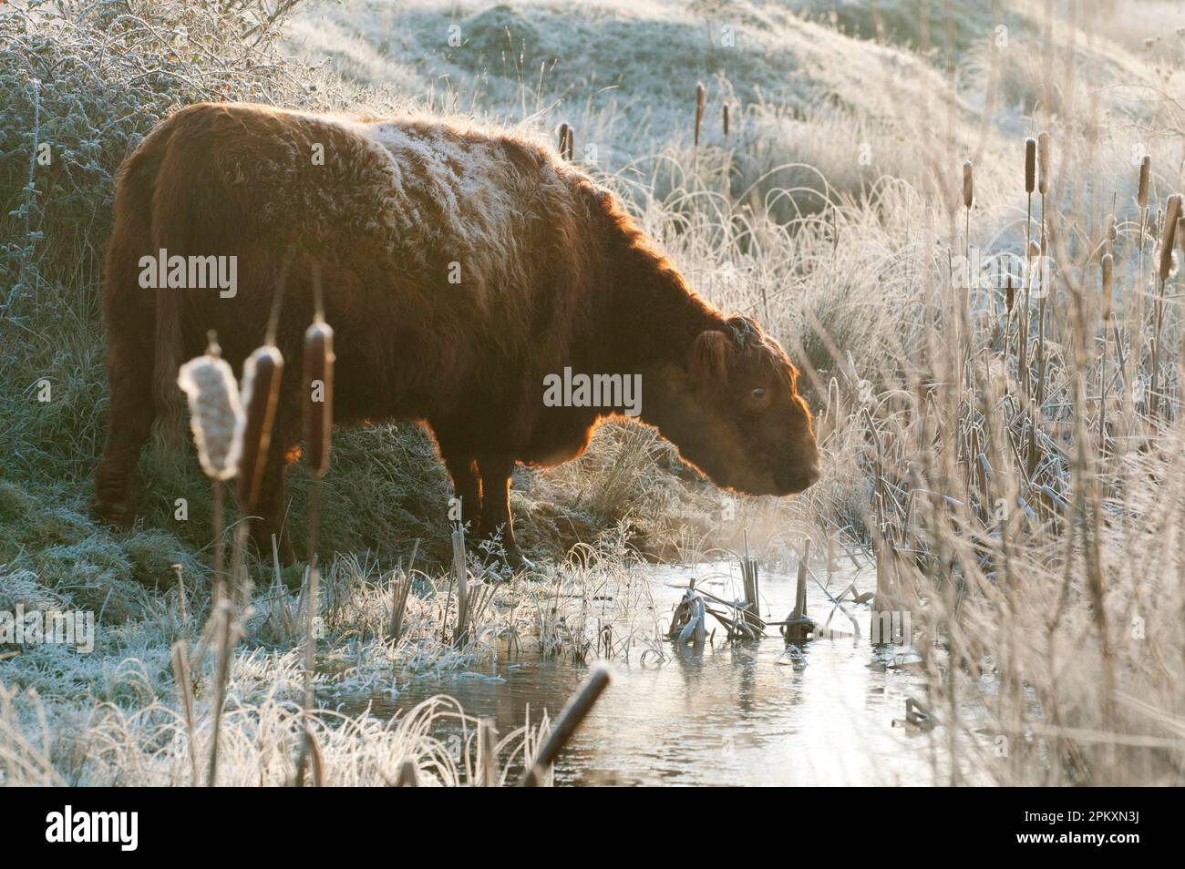 Domestic cattle, highland cattle, cow, drinking from flooded ditch, on ...