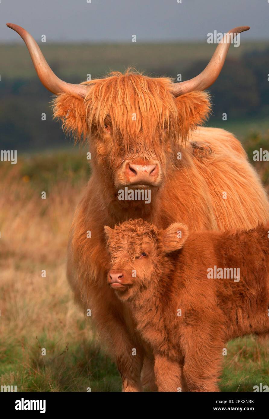 Highland cow calf hi-res stock photography and images - Alamy