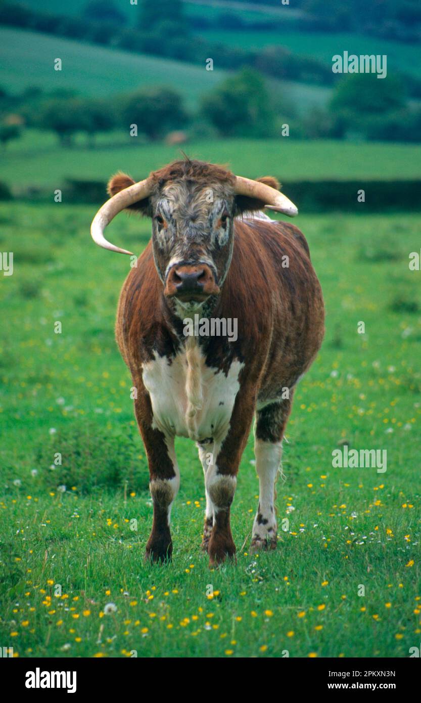 Longhorn cattle in view hi-res stock photography and images - Alamy