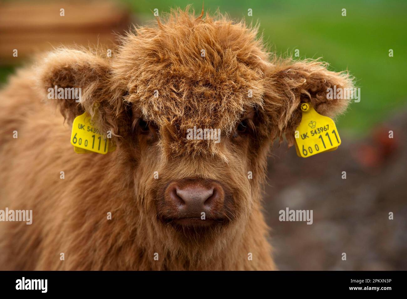 Close up highland cattle face hi-res stock photography and images - Alamy