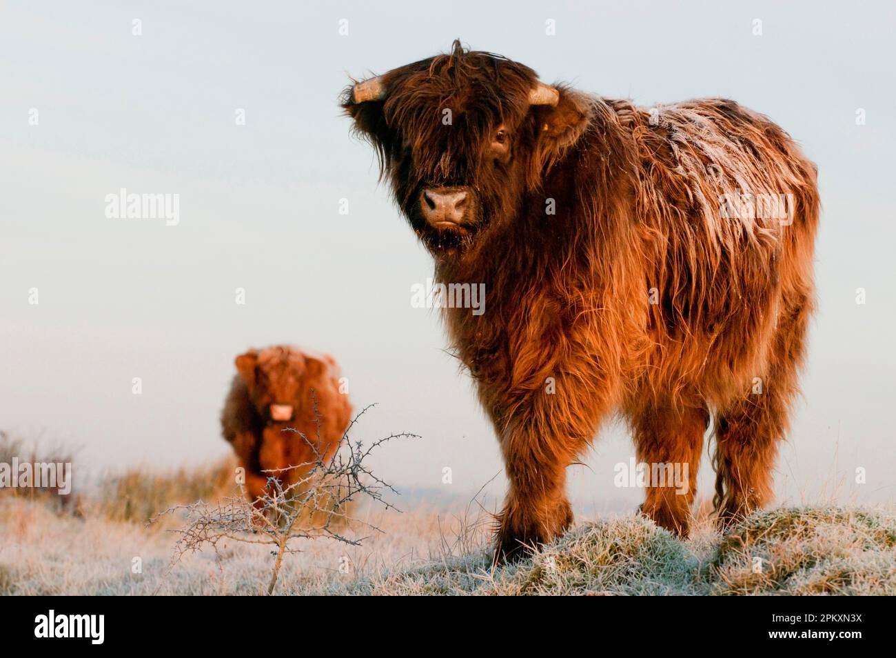 Domestic cattle, Highland cattle, calf and cow, standing on frost ...