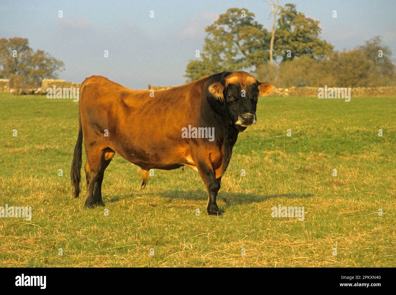 Channel island cattle breed hi-res stock photography and images - Alamy